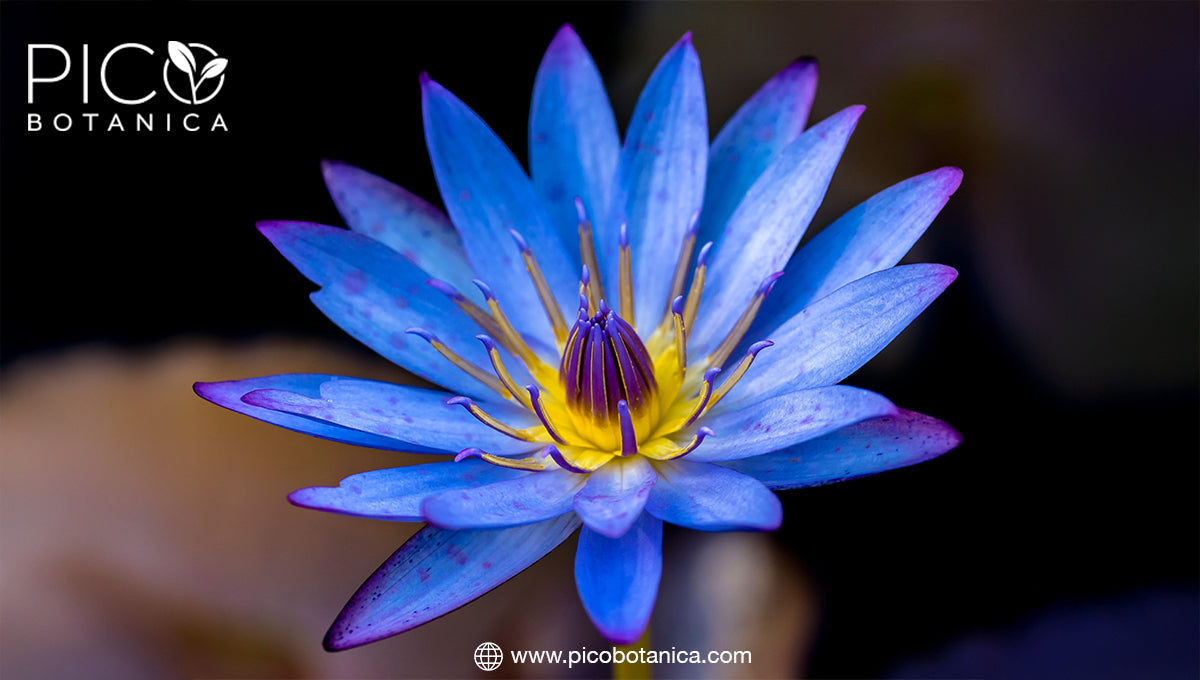 Blue Lotus Extracts vs. Whole Flower: Which is Right for You?– PicoBotanica