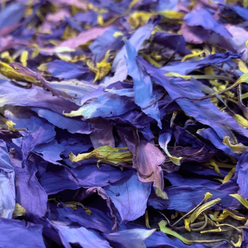 The Enigmatic Allure of the Organic Blue Lotus Flower– PicoBotanica